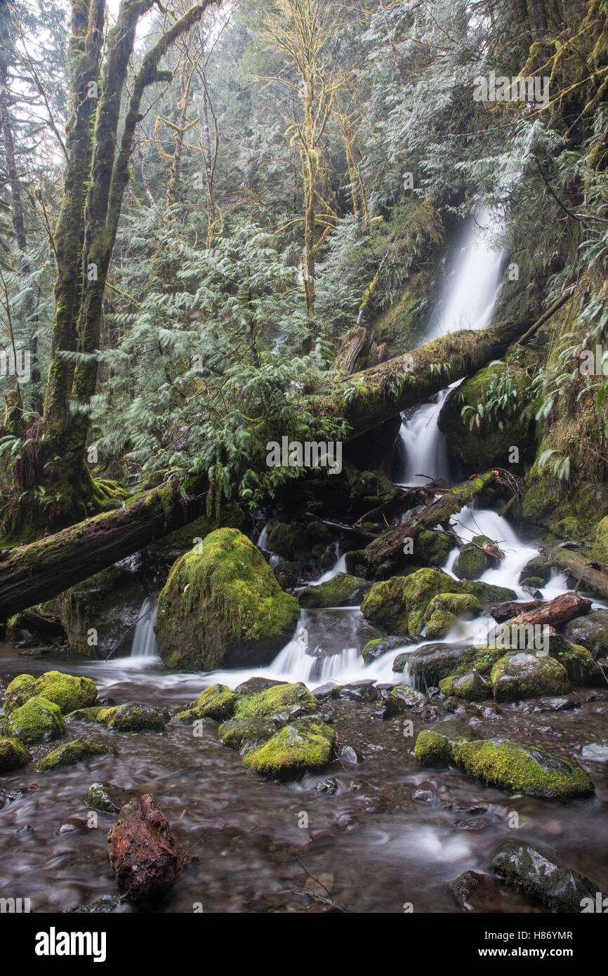 Waterfall and creek in temperate rainforest, Merriman Falls, Olympic ...