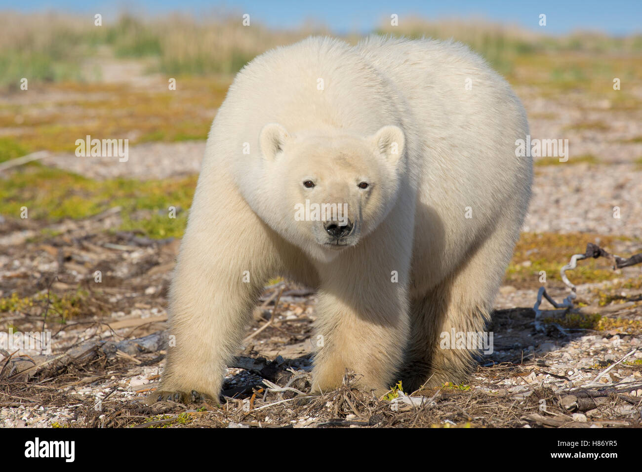 Polar Bear (Ursus maritimus) juvenile, Hudson Bay, Manitoba, Canada ...