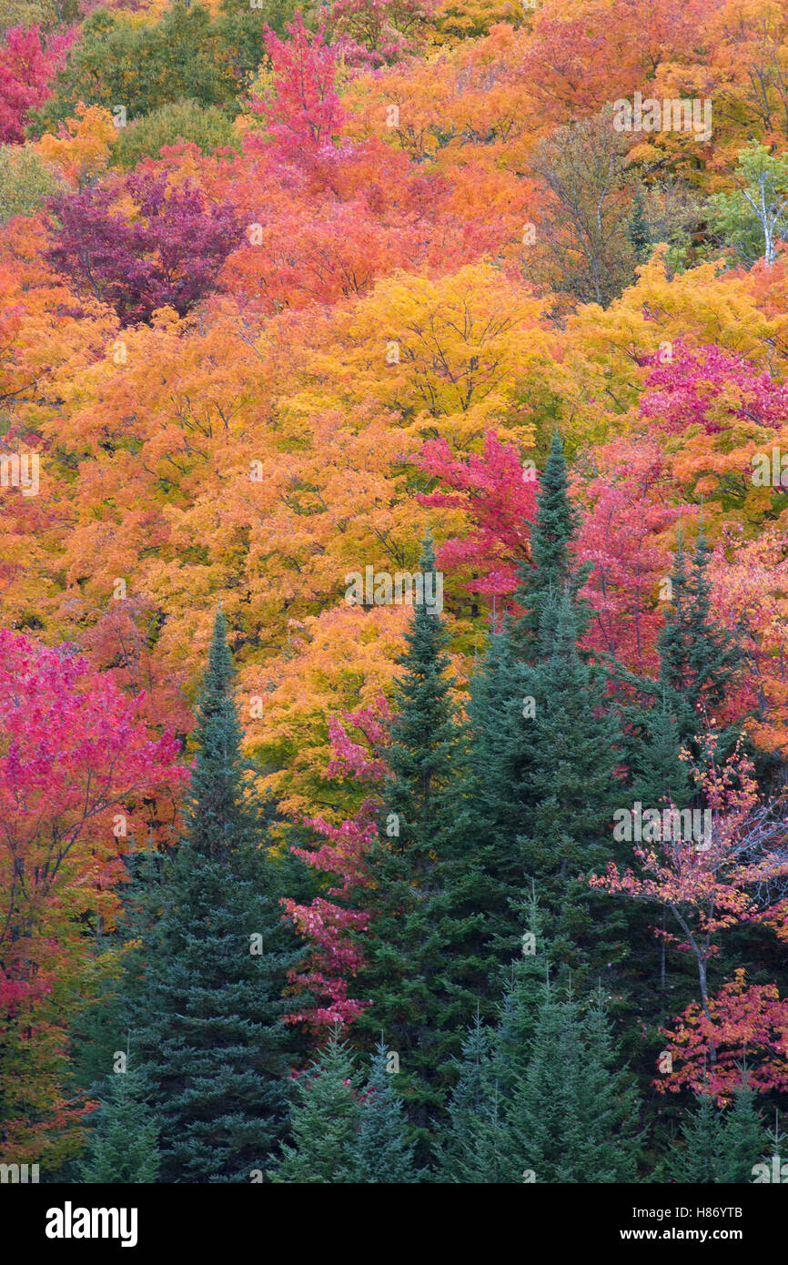 Forest in autumn, Algonquin Provincial Park, Ontario, Canada Stock ...