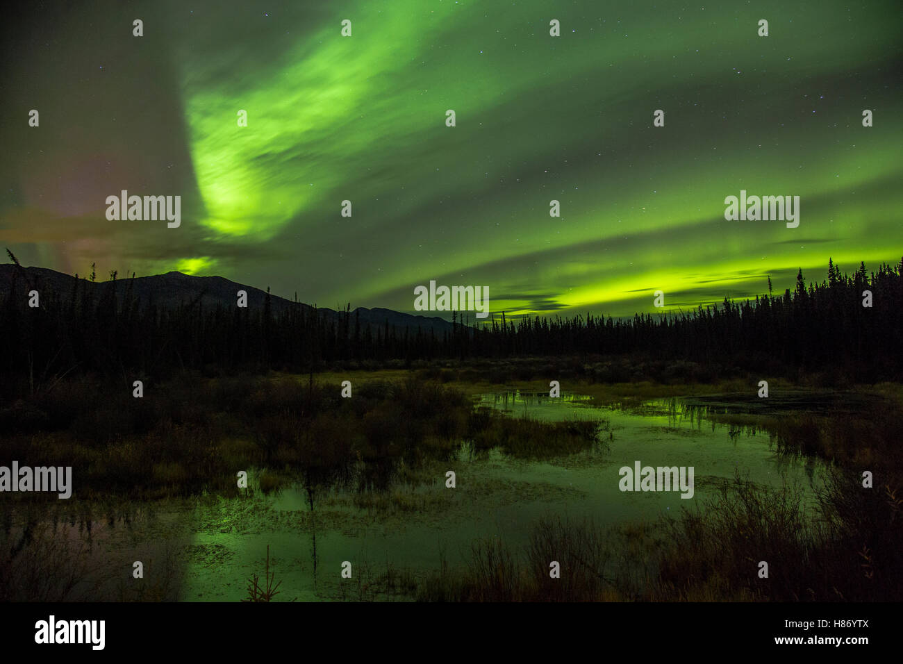 Aurora borealis above taiga, Whitehorse, Yukon Territory, Canada Stock ...
