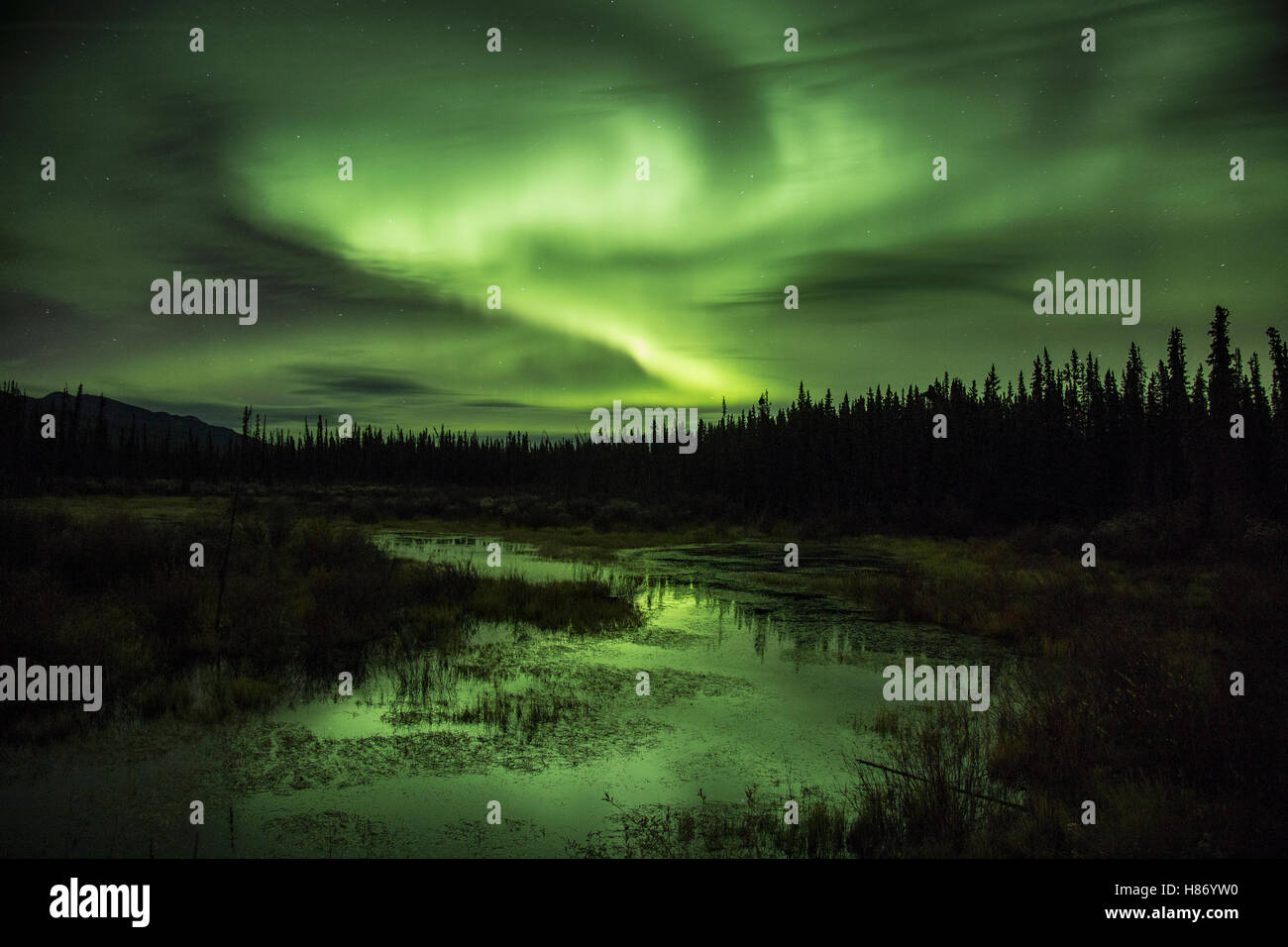 Aurora borealis above taiga, Whitehorse, Yukon Territory, Canada Stock ...