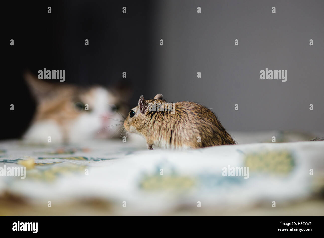 Cat hunting to gerbil mouse on table. be the alert Stock Photo - Alamy
