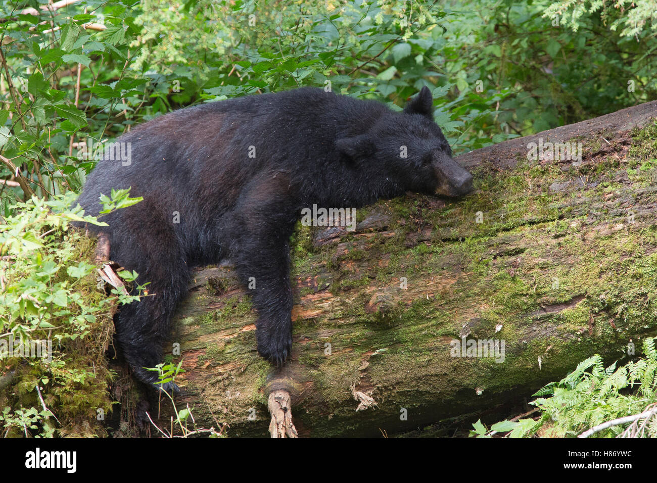 Black Bear (Ursus americanus) sleeping on log in temperate rainforest, Tongass National Forest ...