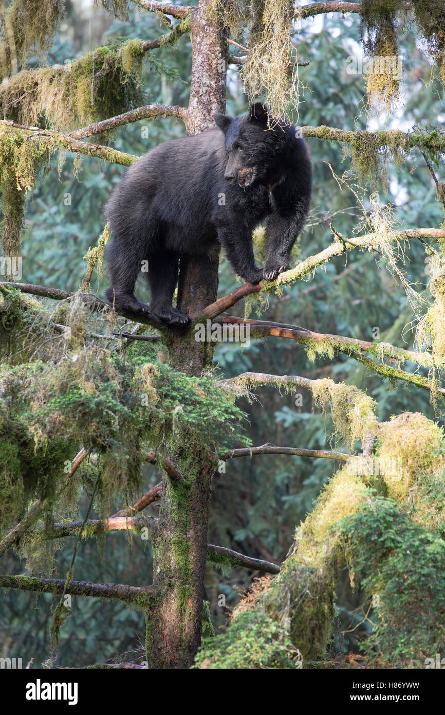 Black Bear (Ursus americanus) in tree in temperate rainforest, Anan Creek, Tongass National ...