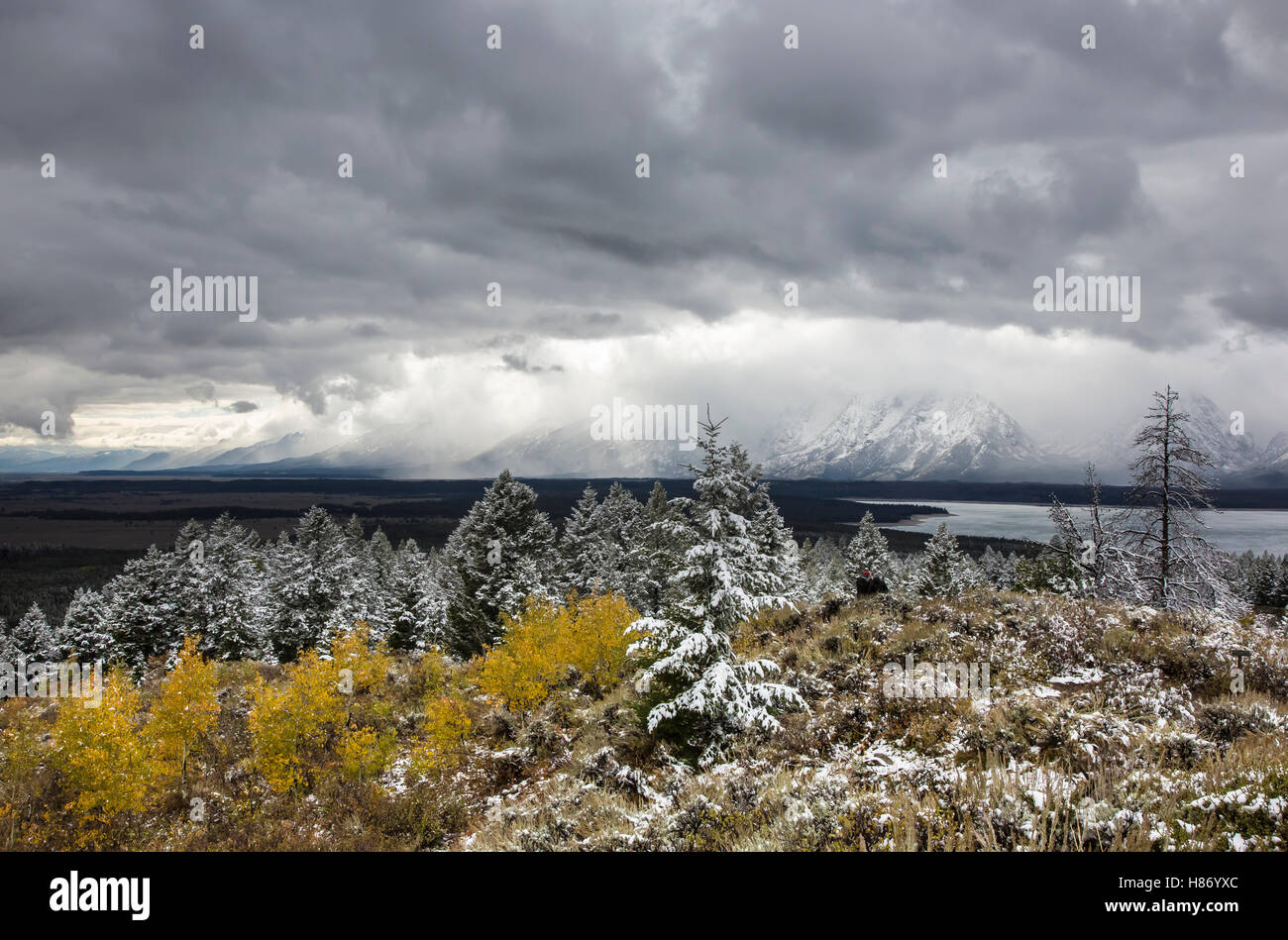 Fall snowstorm veiling mountains, Grand Tetons, Grand Teton National ...