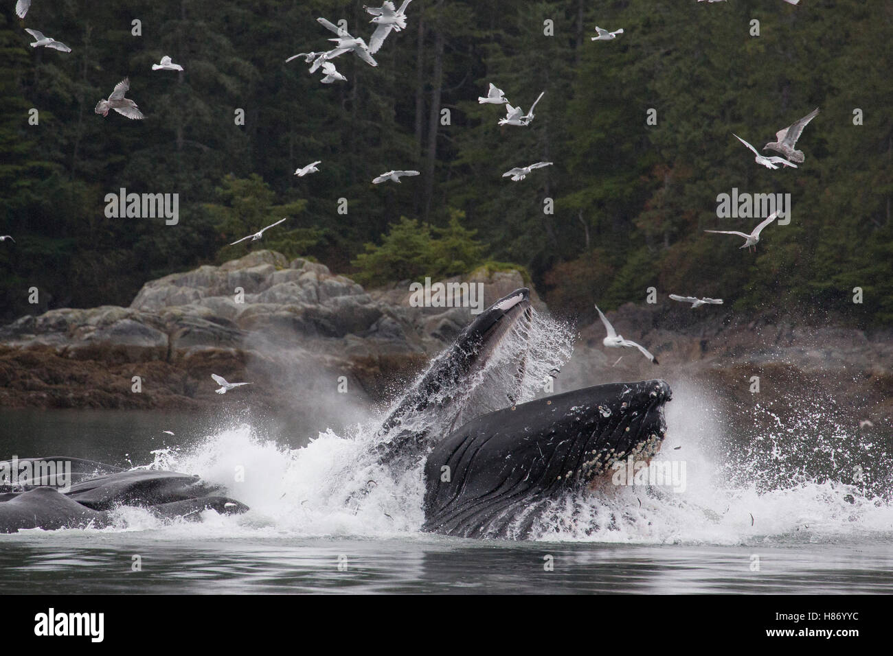 Humpback Whale (Megaptera novaeangliae) group gulp feeding, Alaska ...