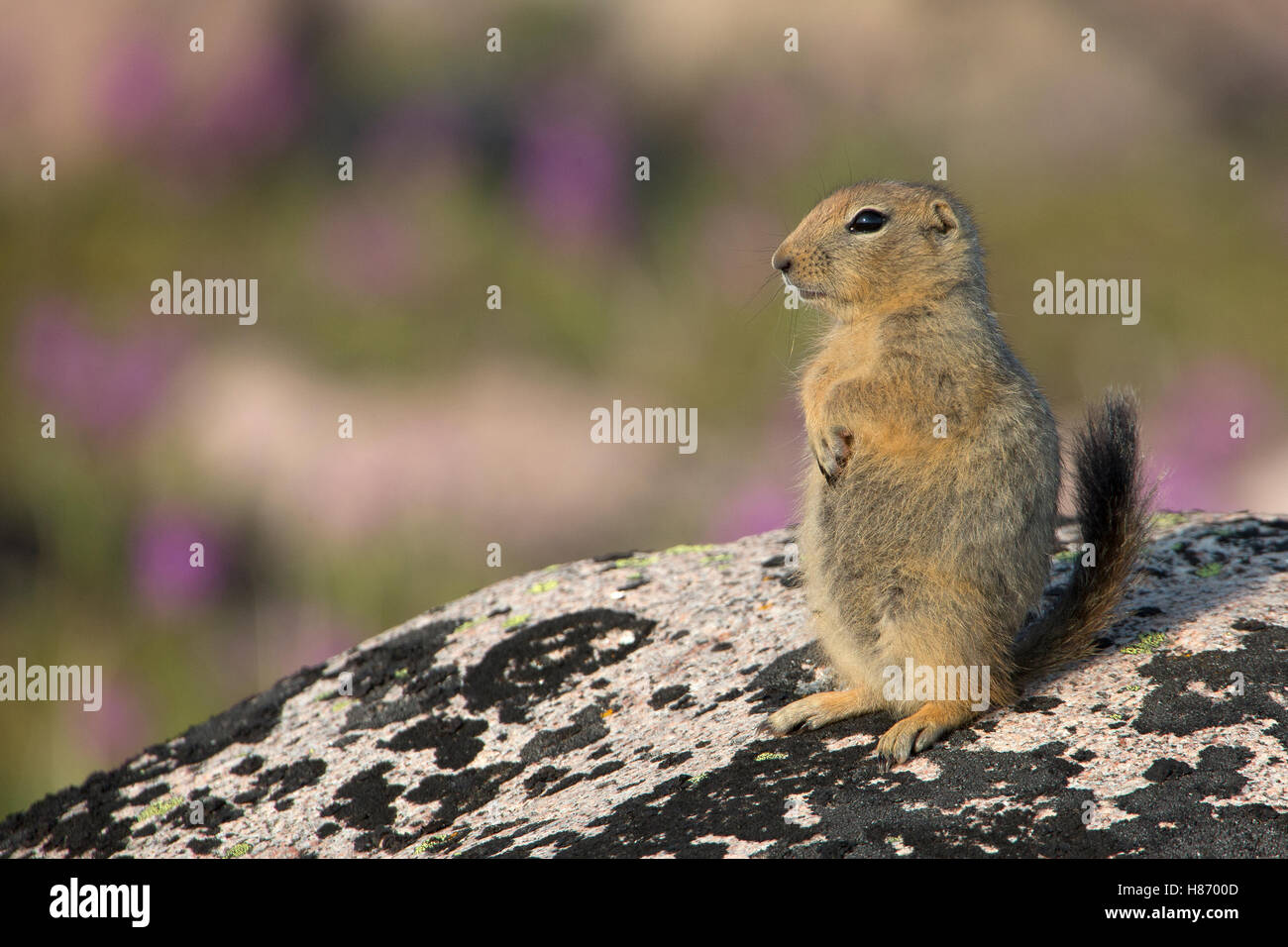 Arctic Ground Squirrel (Spermophilus parryii), Hudson Bay, Manitoba ...