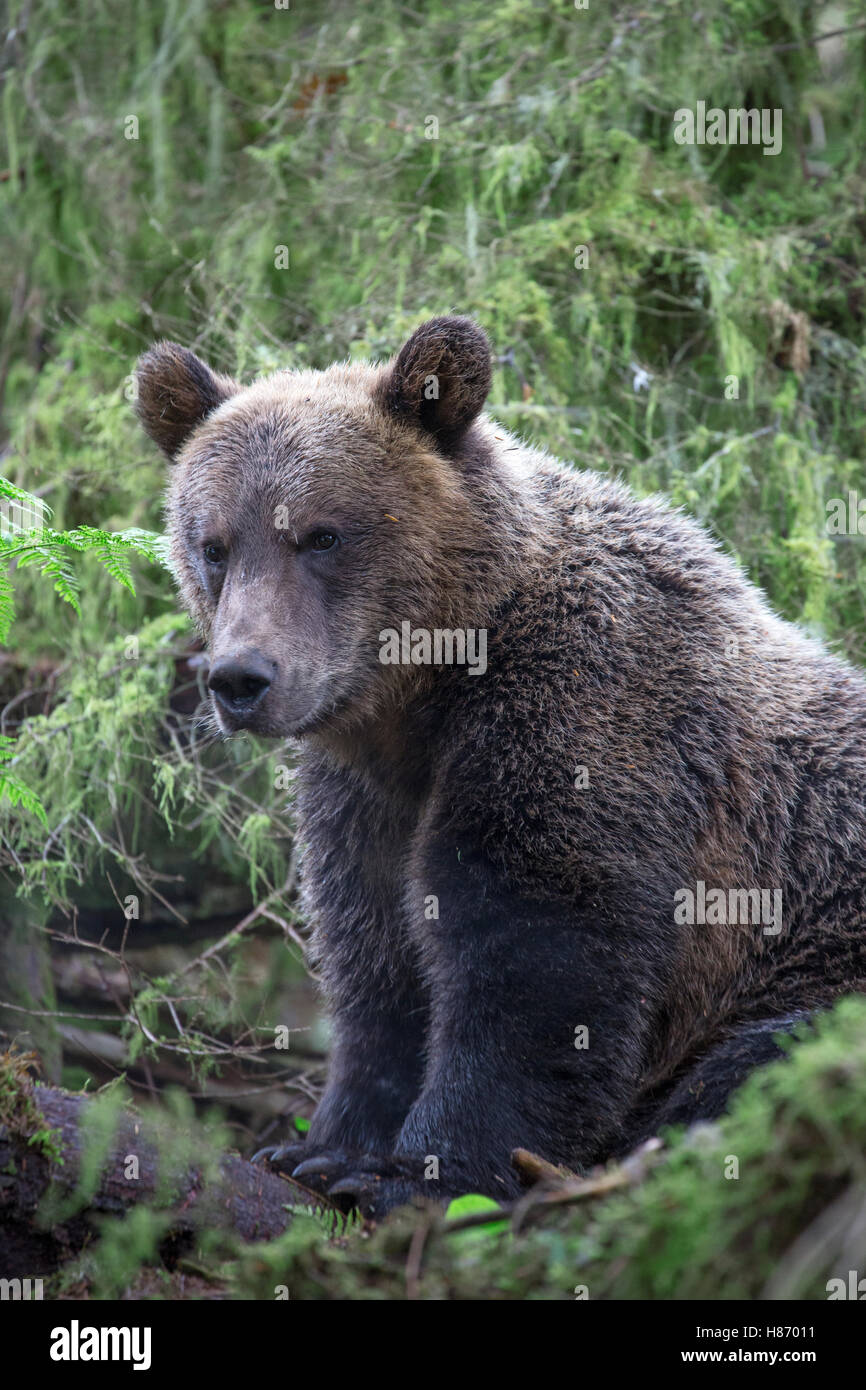 Grizzly Bear (Ursus arctos horribilis) yearling cub in temperate ...