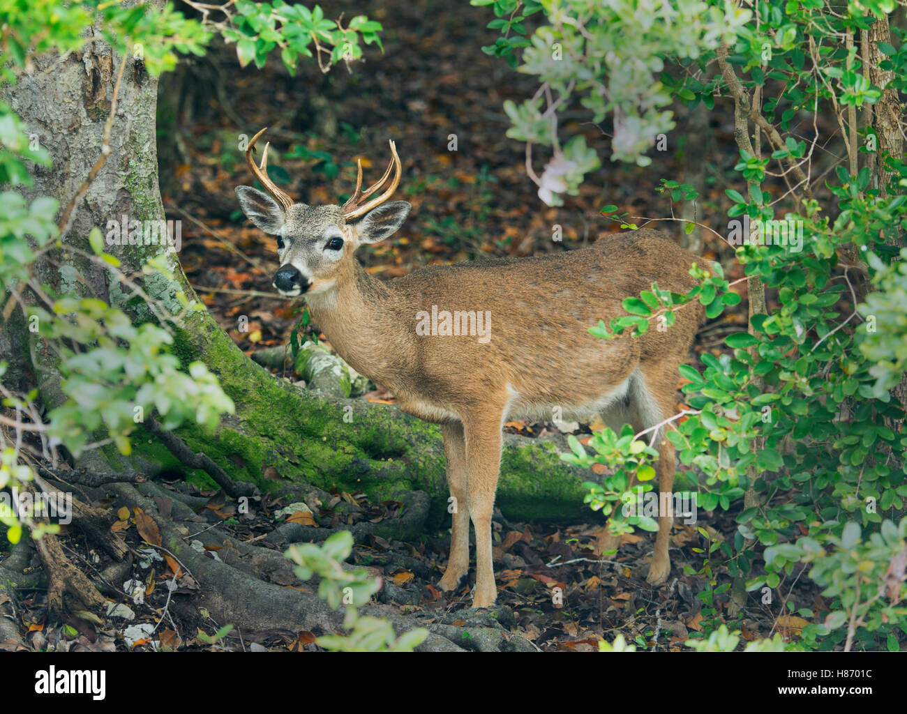 Key Deer (Odocoileus virginianus clavium) male, Florida Keys, Florida ...