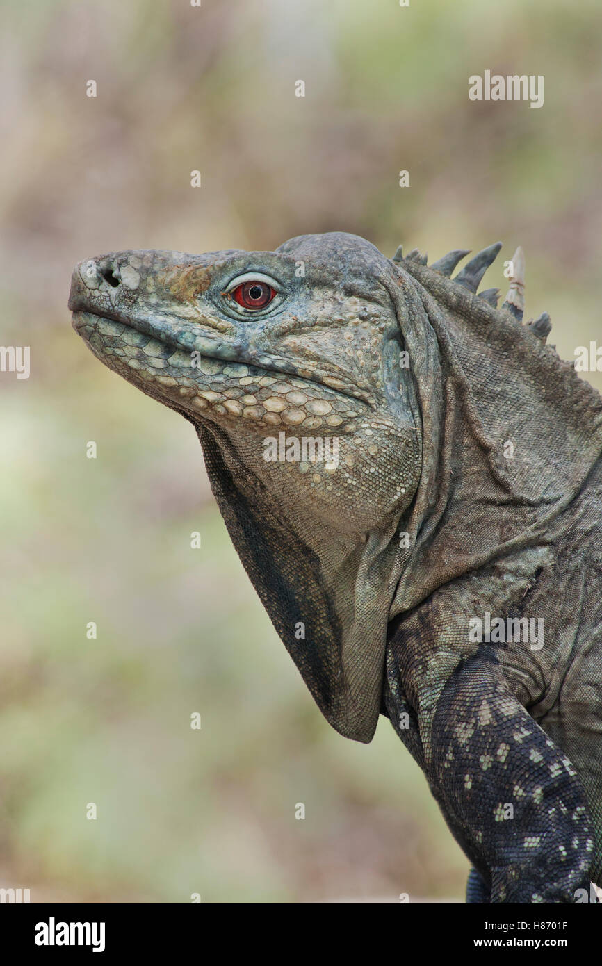 Ricord's Iguana (Cyclura ricordi), Lago Enriquillo National Park ...