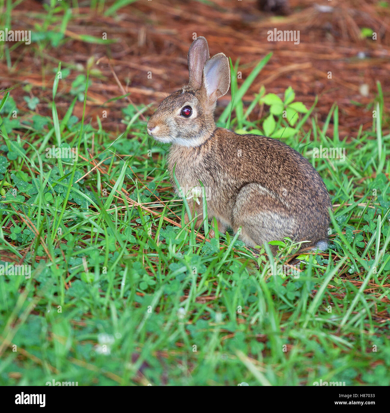 Grass and pine needles hi-res stock photography and images - Alamy