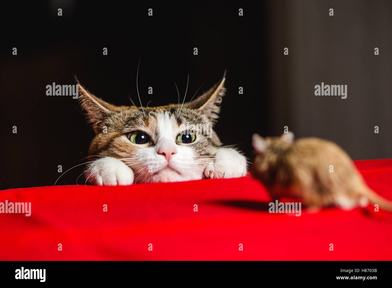 Cat in an ambush on a mouse hunt Stock Photo - Alamy