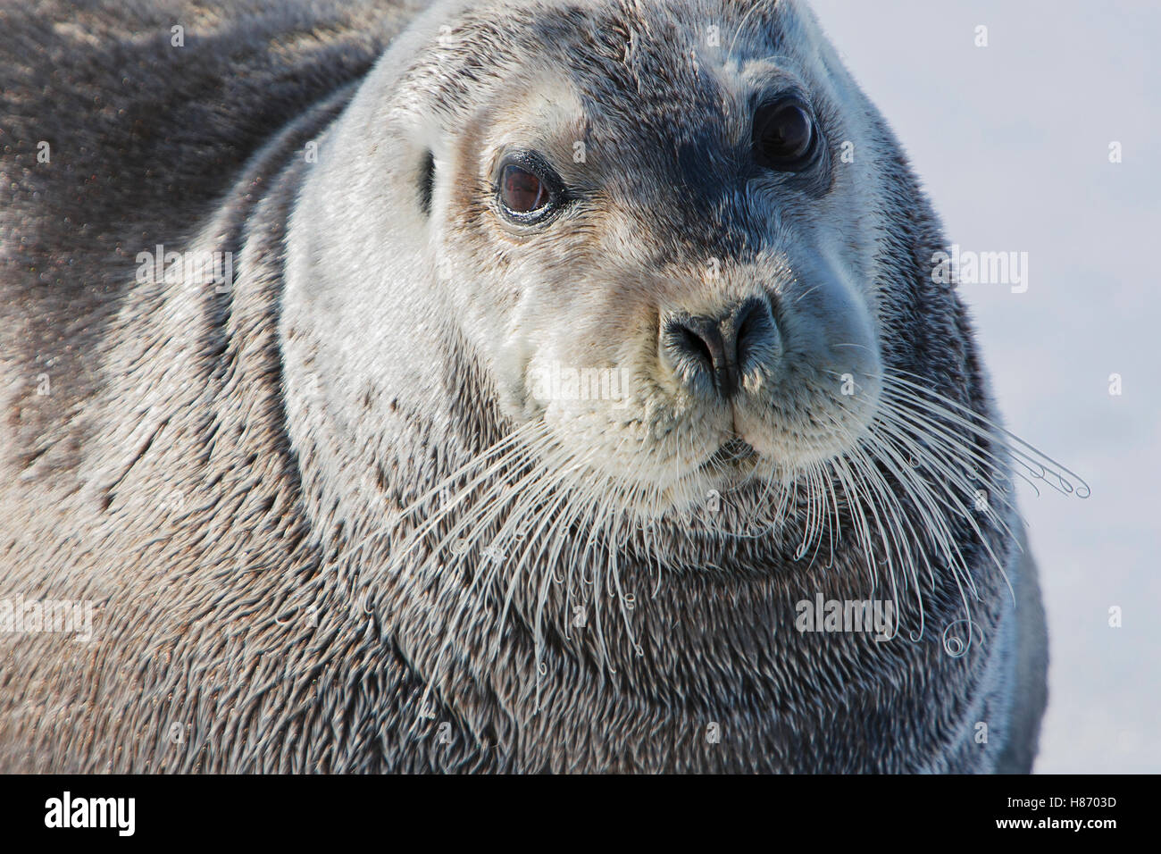 Bearded Seal (Erignathus barbatus), Svalbard, Norway Stock Photo - Alamy