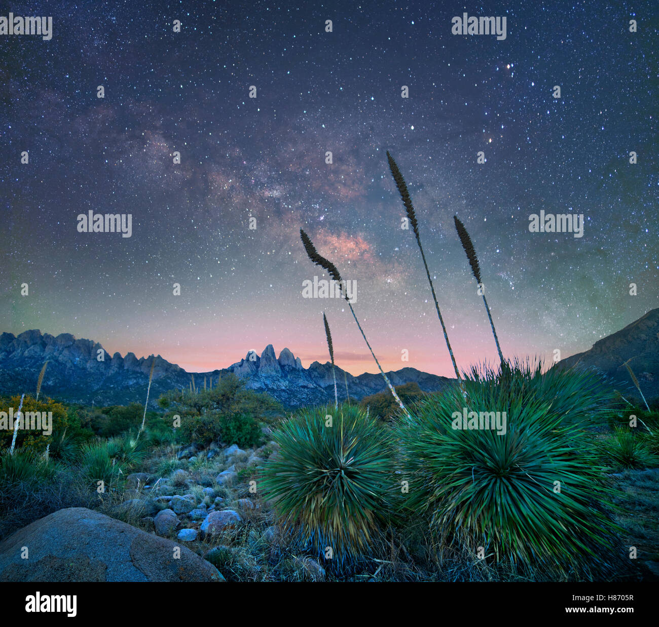 Agave (Agave sp) group at night, Organ Mountains-Desert Peaks National ...