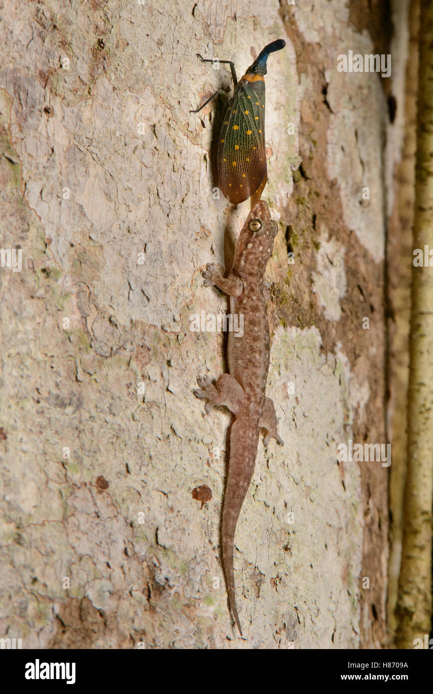 Lantern Fly (Pyrops whiteheadi) with Four-clawed Gecko (Gehyra mutilata ...