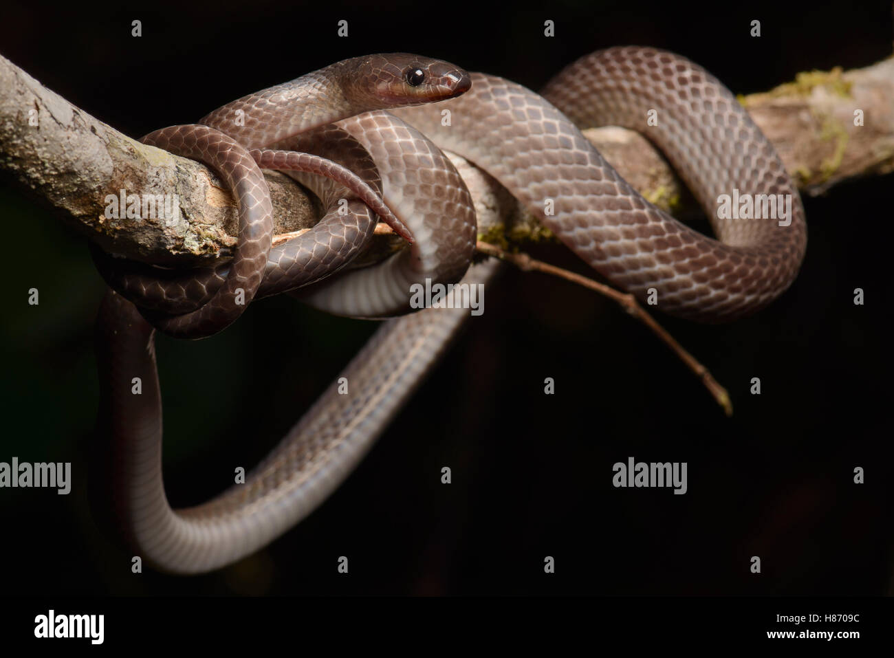Wolf Snake (Stegonotus sp), Papua, Indonesia Stock Photo - Alamy