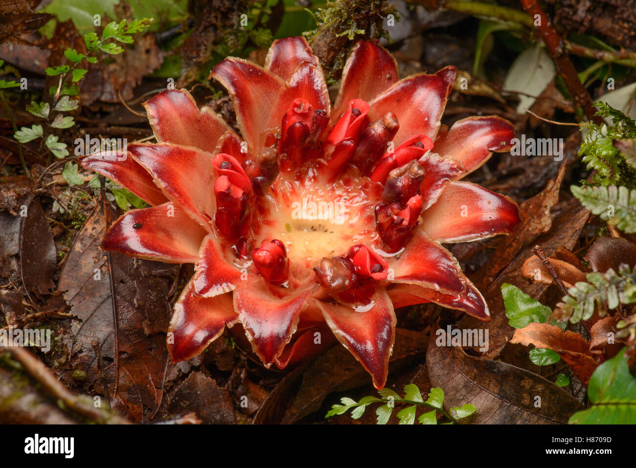 Ginger (Etlingera sp) flower, Papua, Indonesia Stock Photo - Alamy