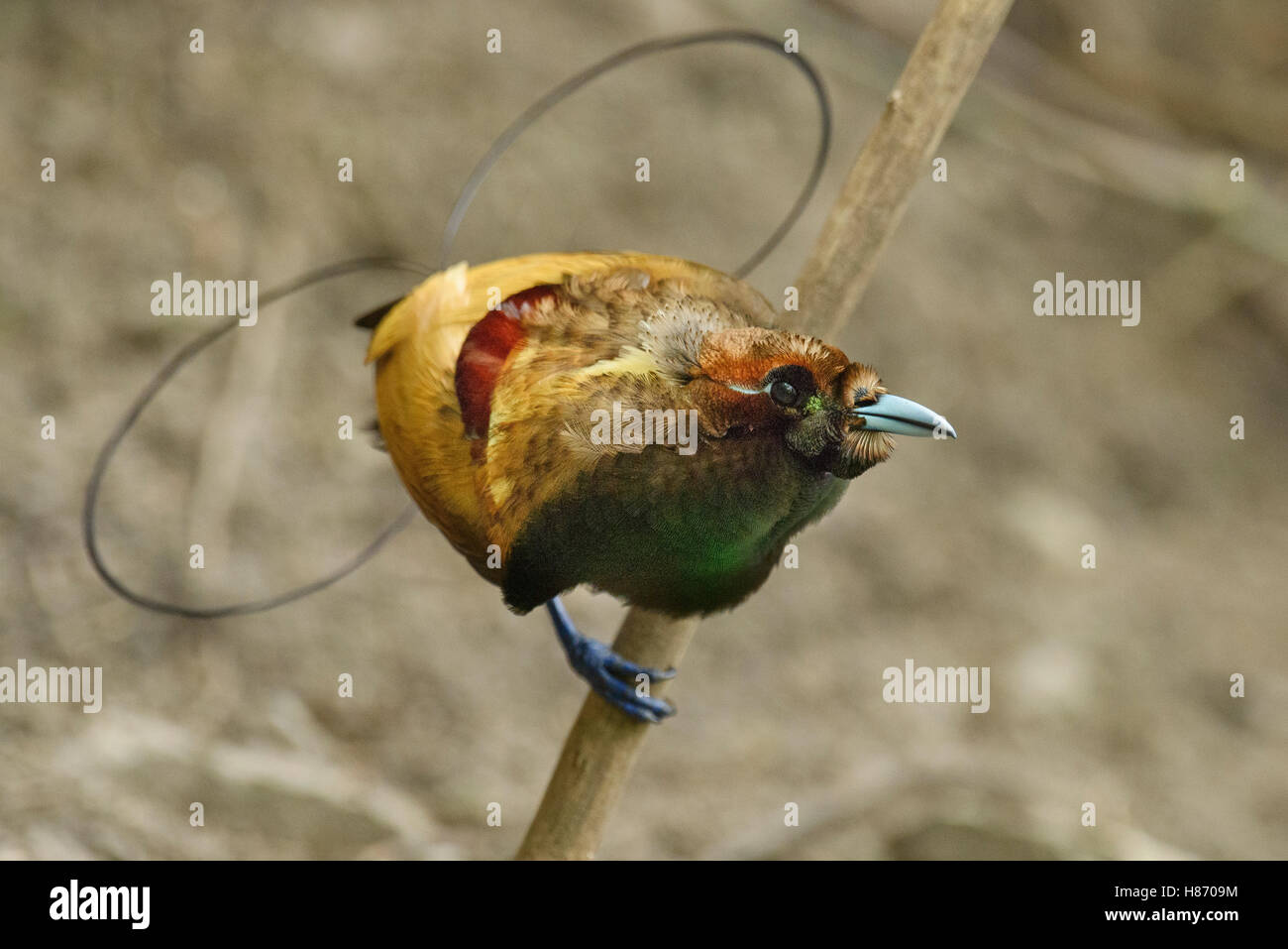 Magnificent Bird-of-paradise (Cicinnurus magnificus) male at display ...
