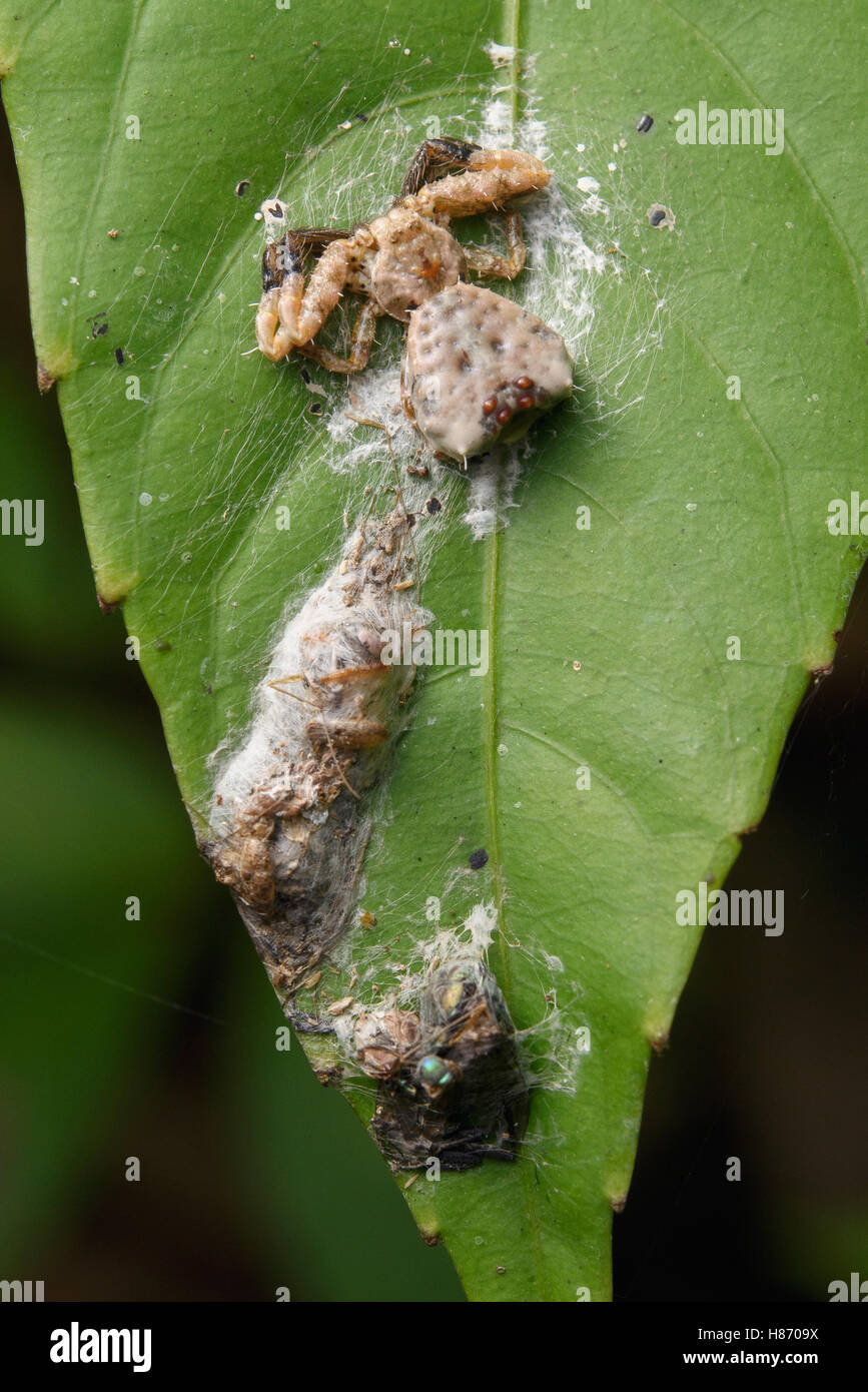 Bird-dropping Crab Spider (Phrynarachne decipiens) on silken pad it has ...