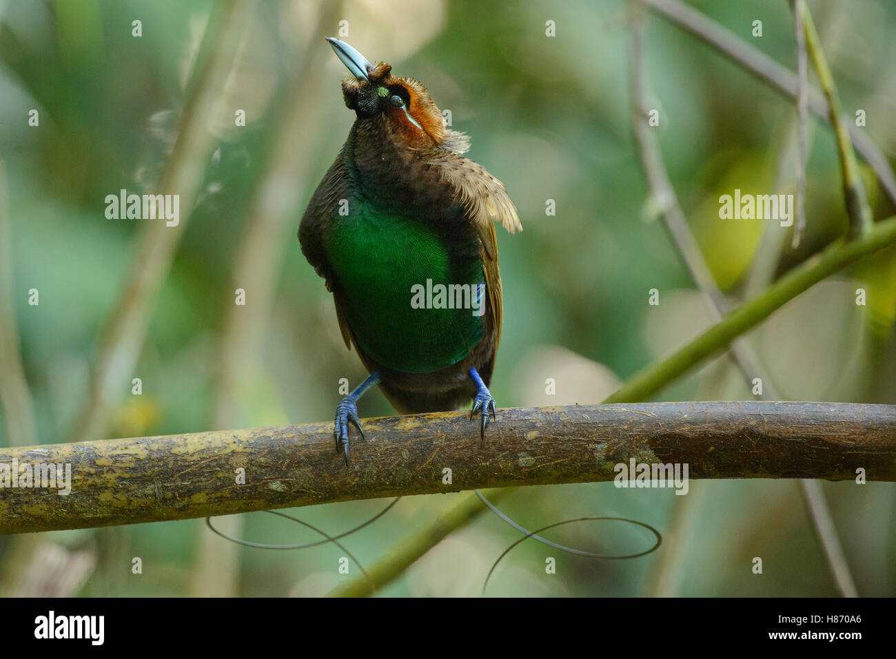 Magnificent Bird-of-paradise (Cicinnurus magnificus) male at display ...