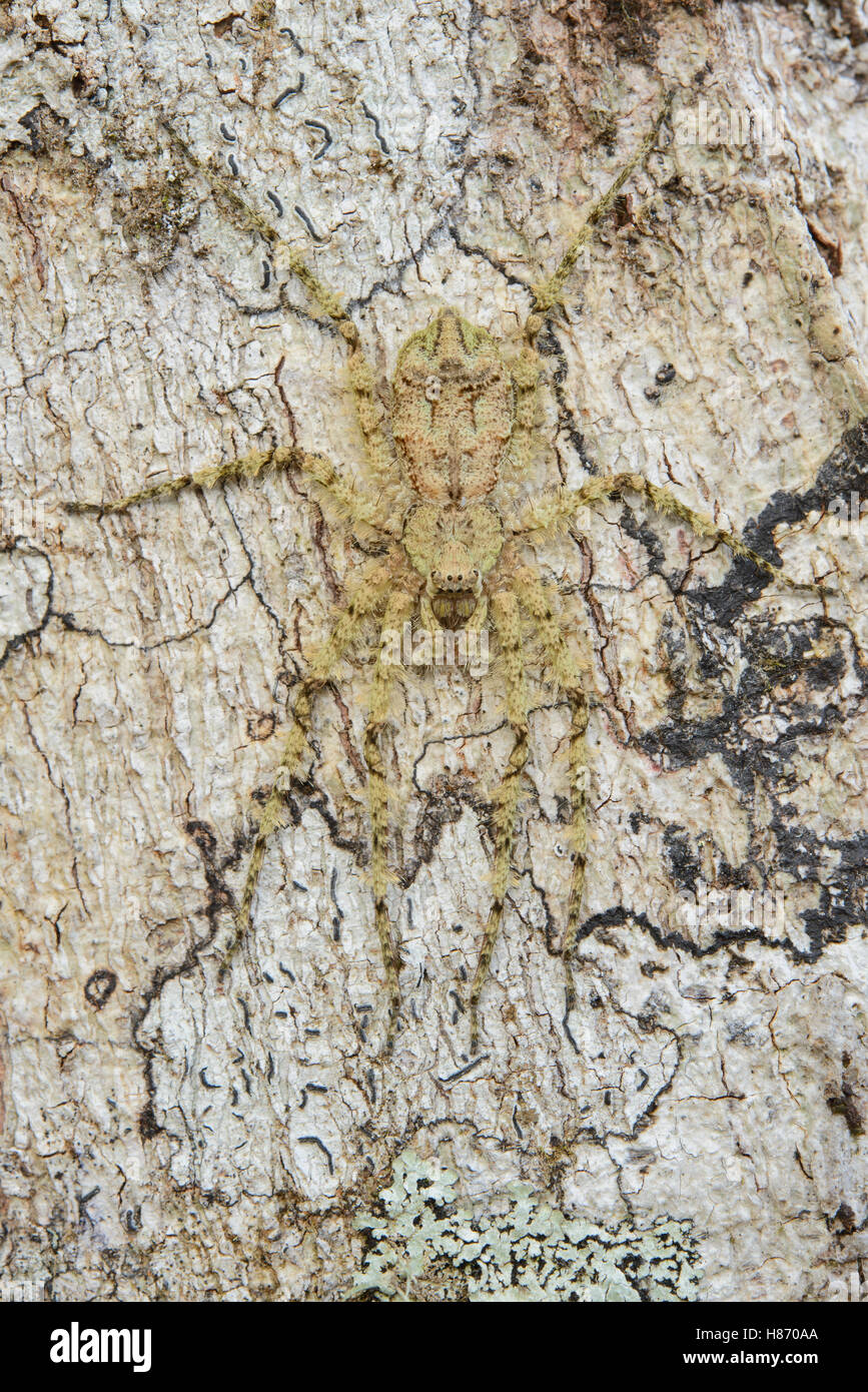 Huntsman Spider (Pandercetes sp) camouflaged on bark, Arfak Mountains ...
