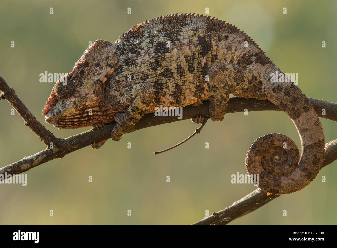 Short-horned Chameleon (Calumma brevicornis), Andasibe, Madagascar ...