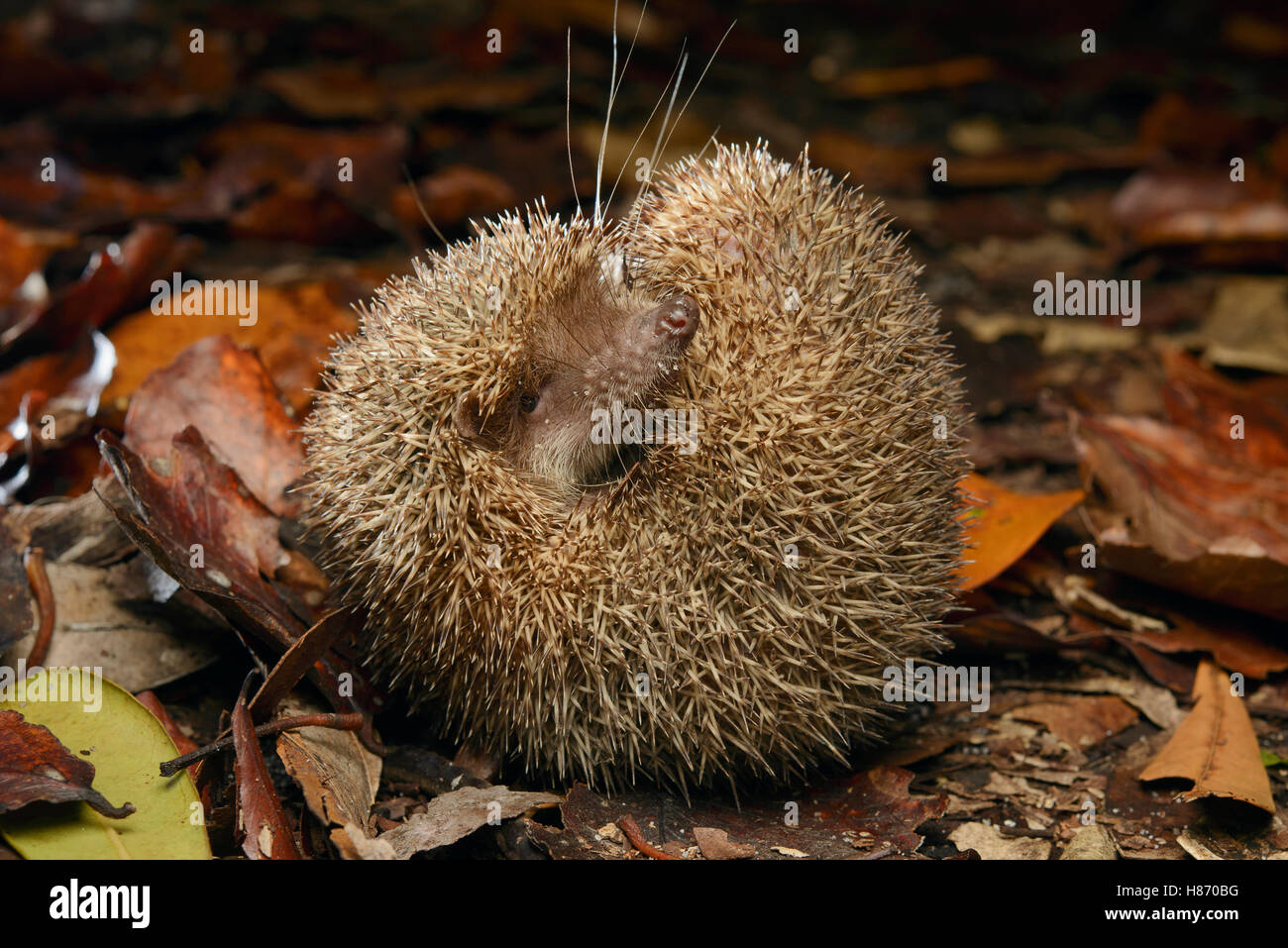 Greater Hedgehog Tenrec (Setifer setosus) in defensive posture rolled ...