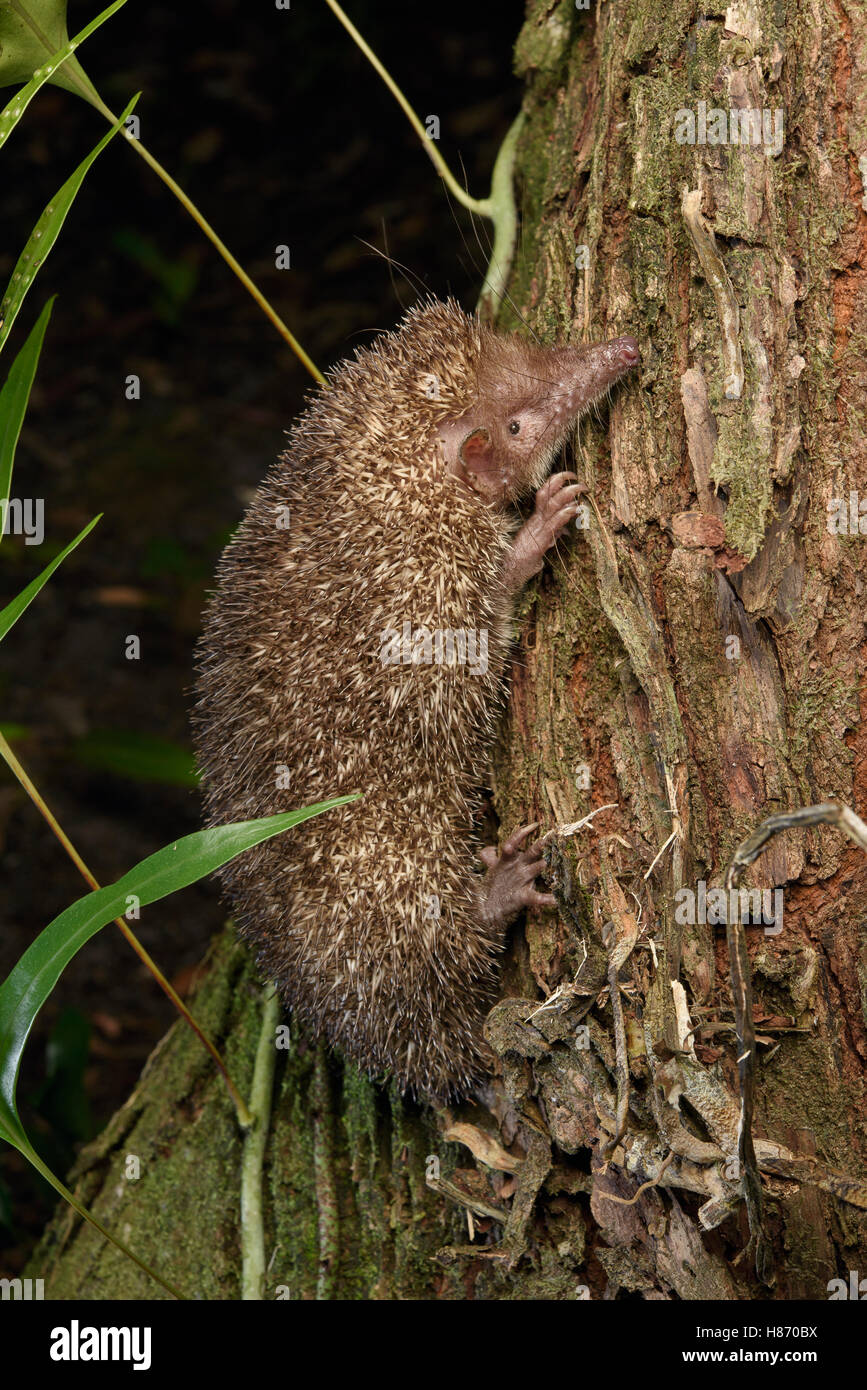 Greater Hedgehog Tenrec (Setifer setosus) climbing tree, Madagascar ...