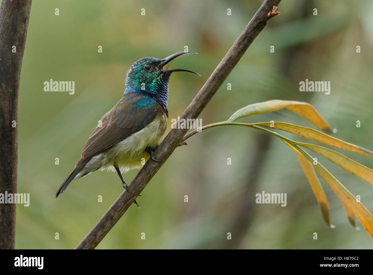 Souimanga Sunbird (Nectarinia sovimanga) male calling, Madagascar Stock ...