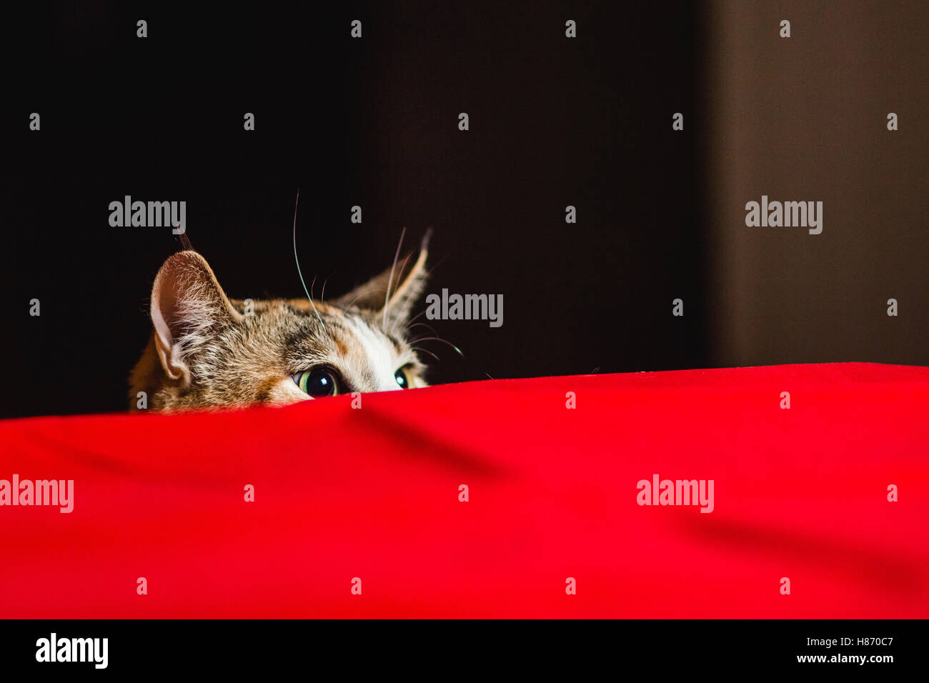 Cat in ambush with wild eyes before attack Stock Photo - Alamy
