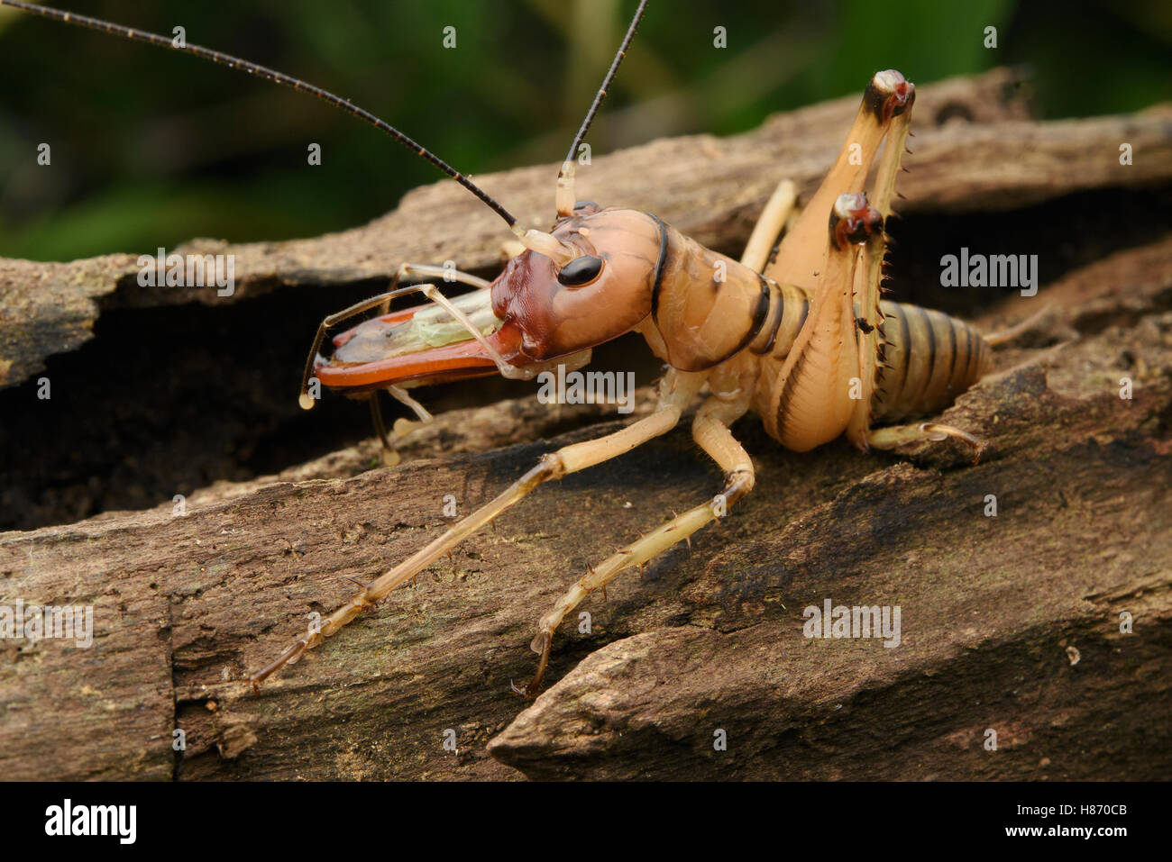 Cricket (Spizaphilus sp) male showing elongated mandibles, Andasibe ...