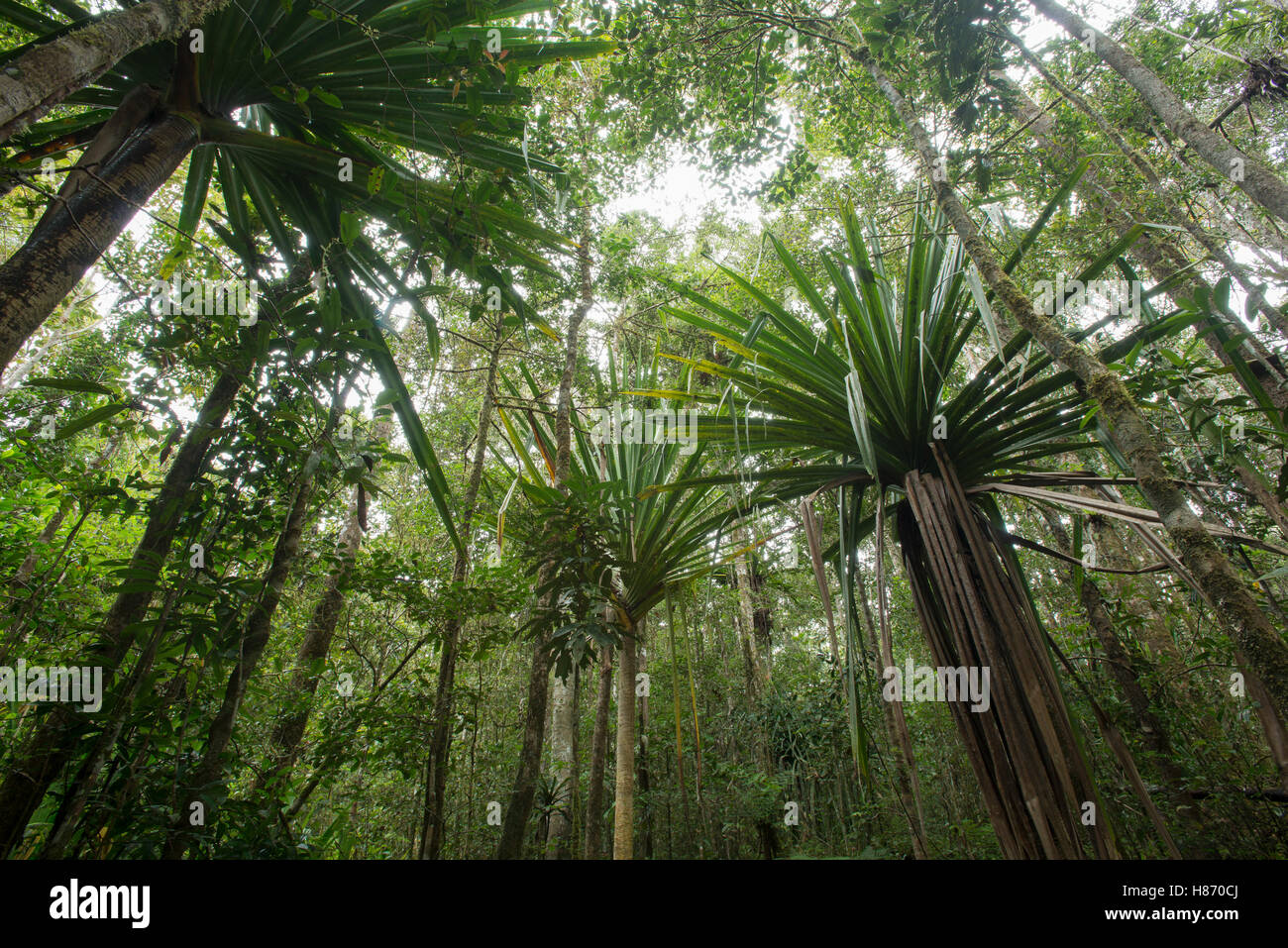 Screw Pine (Pandanus sp) trees, Mantadia National Park, Madagascar ...