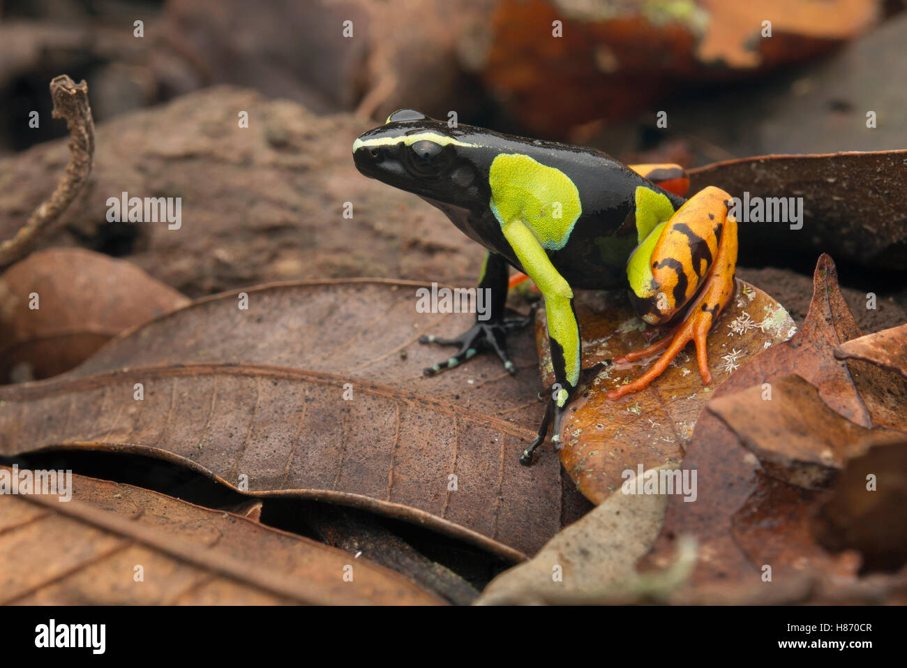 Baron's Mantella (Mantella baroni) frog, Mantadia National Park ...