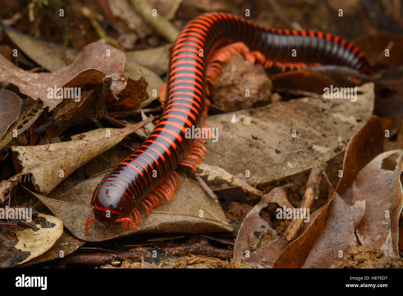 Madagascar Fire Millipede (Aphistogoniulus hova) on leaf litter ...