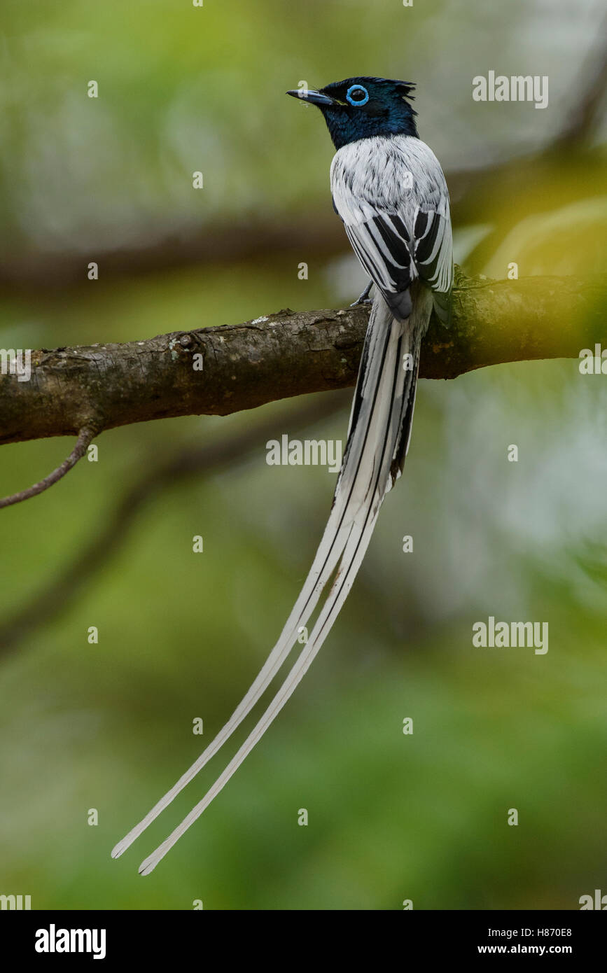 Madagascar Paradise Flycatcher (Terpsiphone mutata) male, Berenty ...