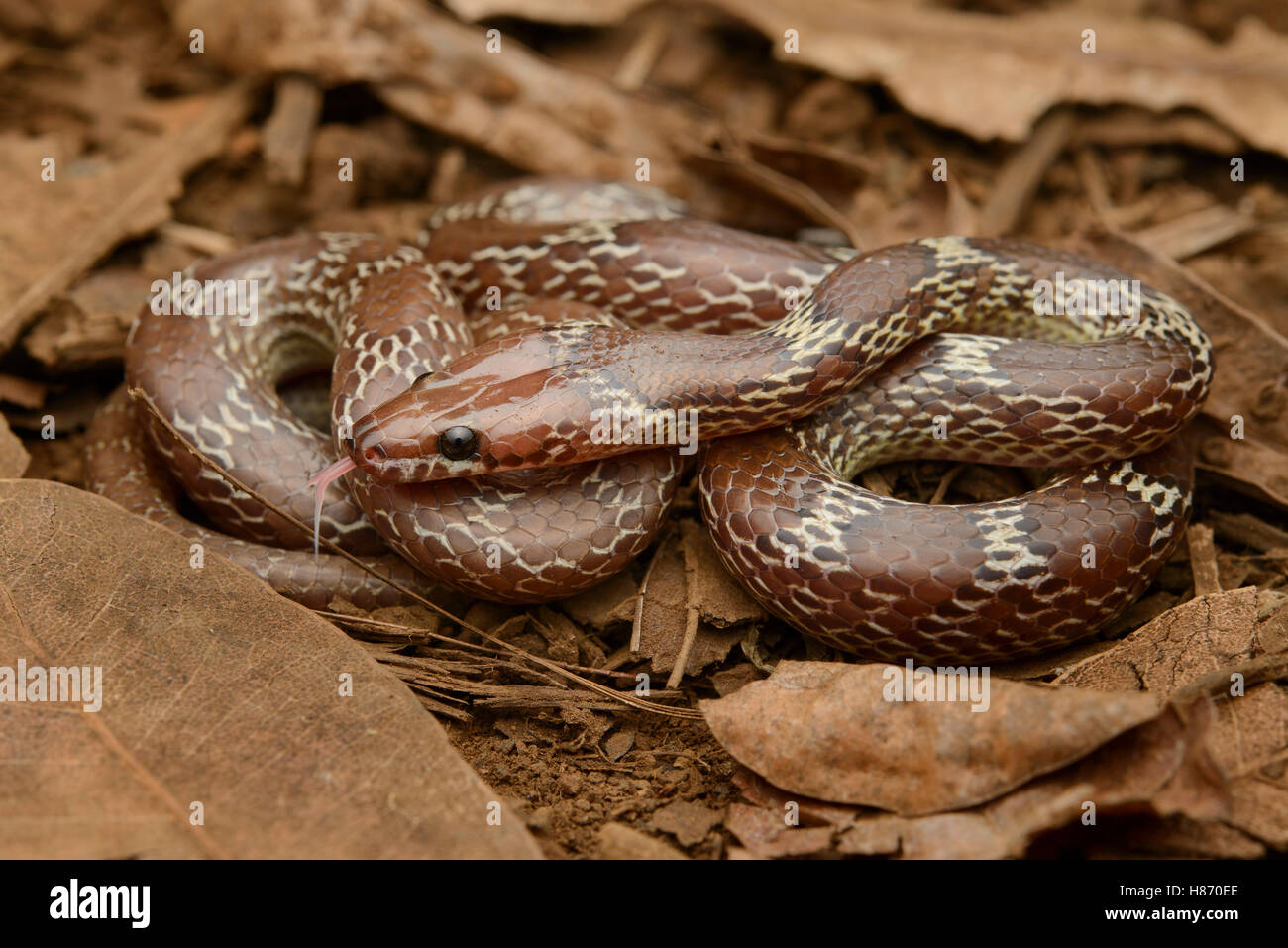 Common Wolf Snake (Lycodon capucinus), Black River Gorges National Park ...