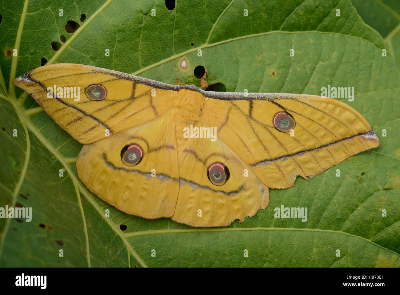 Saturniid Moth (Antheraea diehli) female, Sarawak, Borneo, Malaysia ...