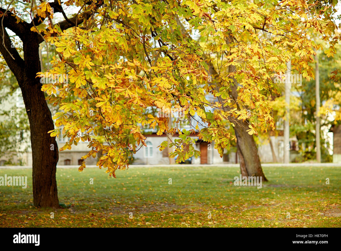 Autumn chestnut tree hi-res stock photography and images - Alamy