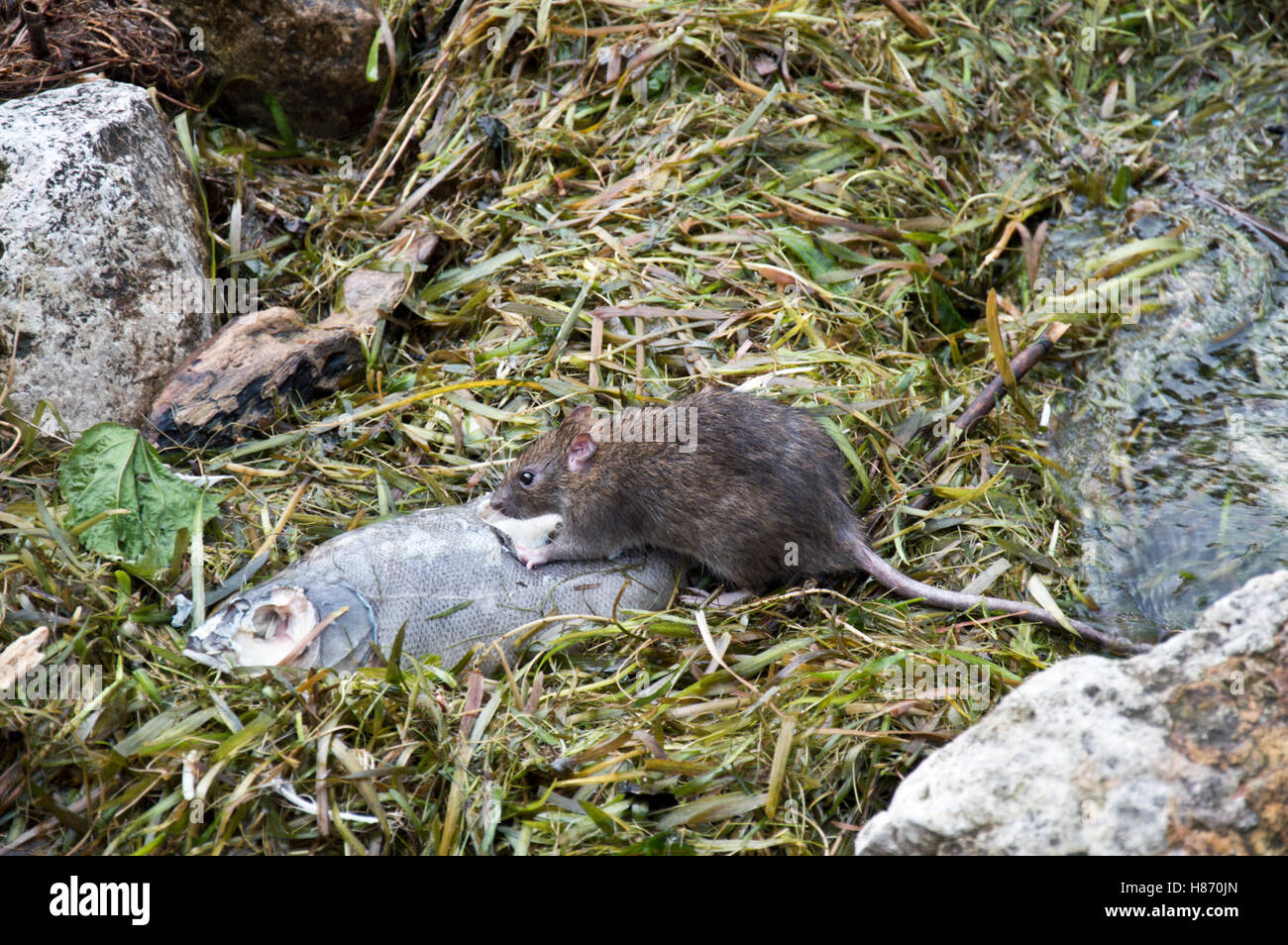 Wild, common brown rat, (Rattus norvegicus) feeding on a dead fish ...