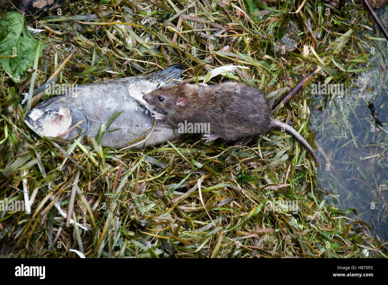 Small dead rat hi-res stock photography and images - Alamy