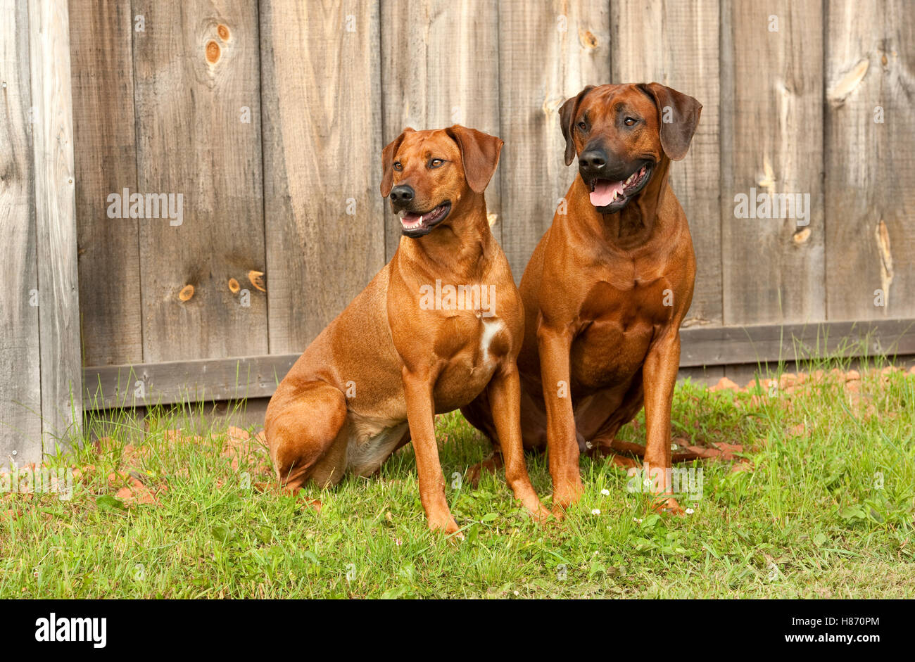 Rhodesian Ridgeback (Canis familiaris) male and female Stock Photo - Alamy