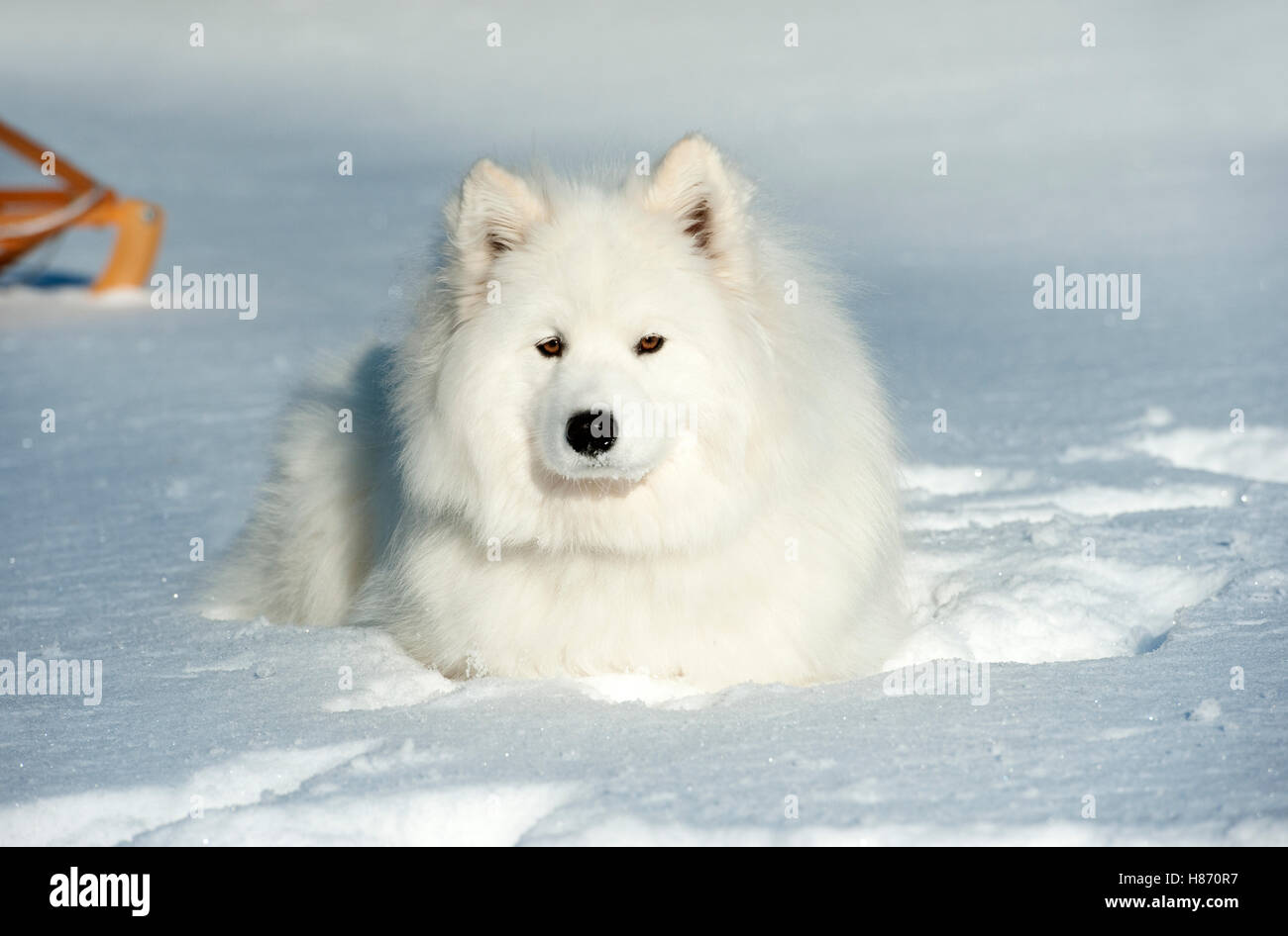 Samoyed (Canis familiaris) lying down in the snow Stock Photo - Alamy