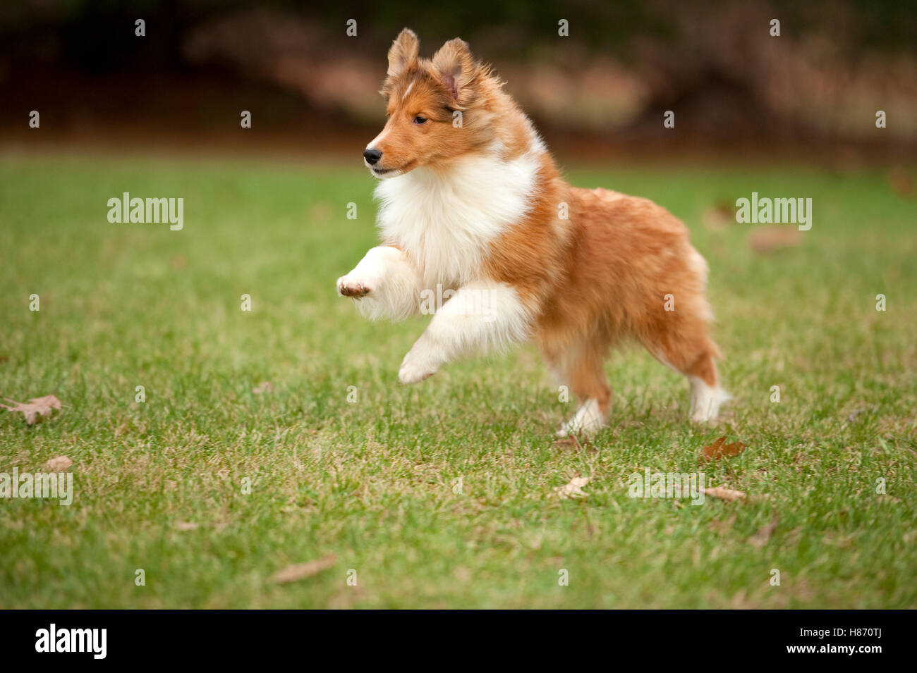 Shetland Sheepdog (Canis familiaris) puppy running Stock Photo - Alamy