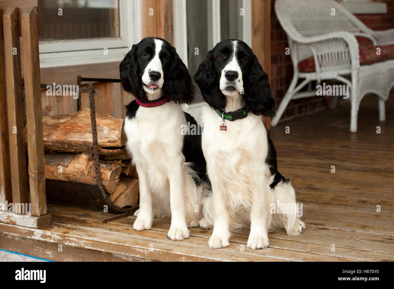 English Springer Spaniel (Canis familiaris) pair Stock Photo - Alamy