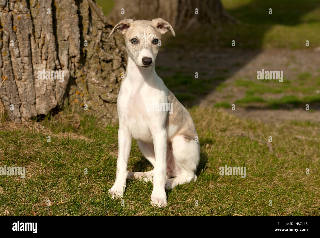 Whippet (Canis familiaris) puppy Stock Photo - Alamy