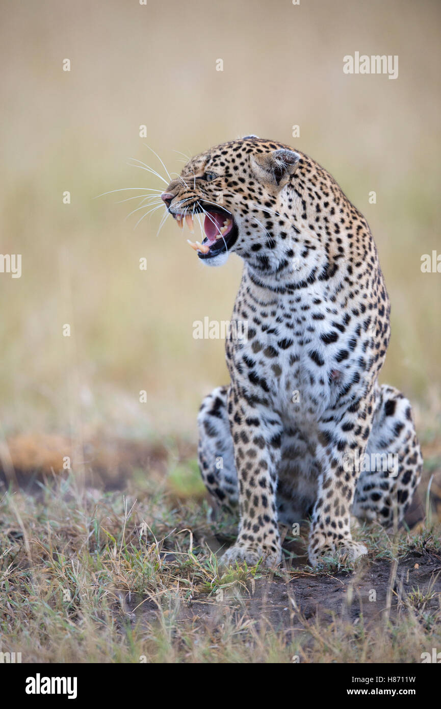 Leopard (Panthera pardus) female snarling, Masai Mara, Kenya Stock ...