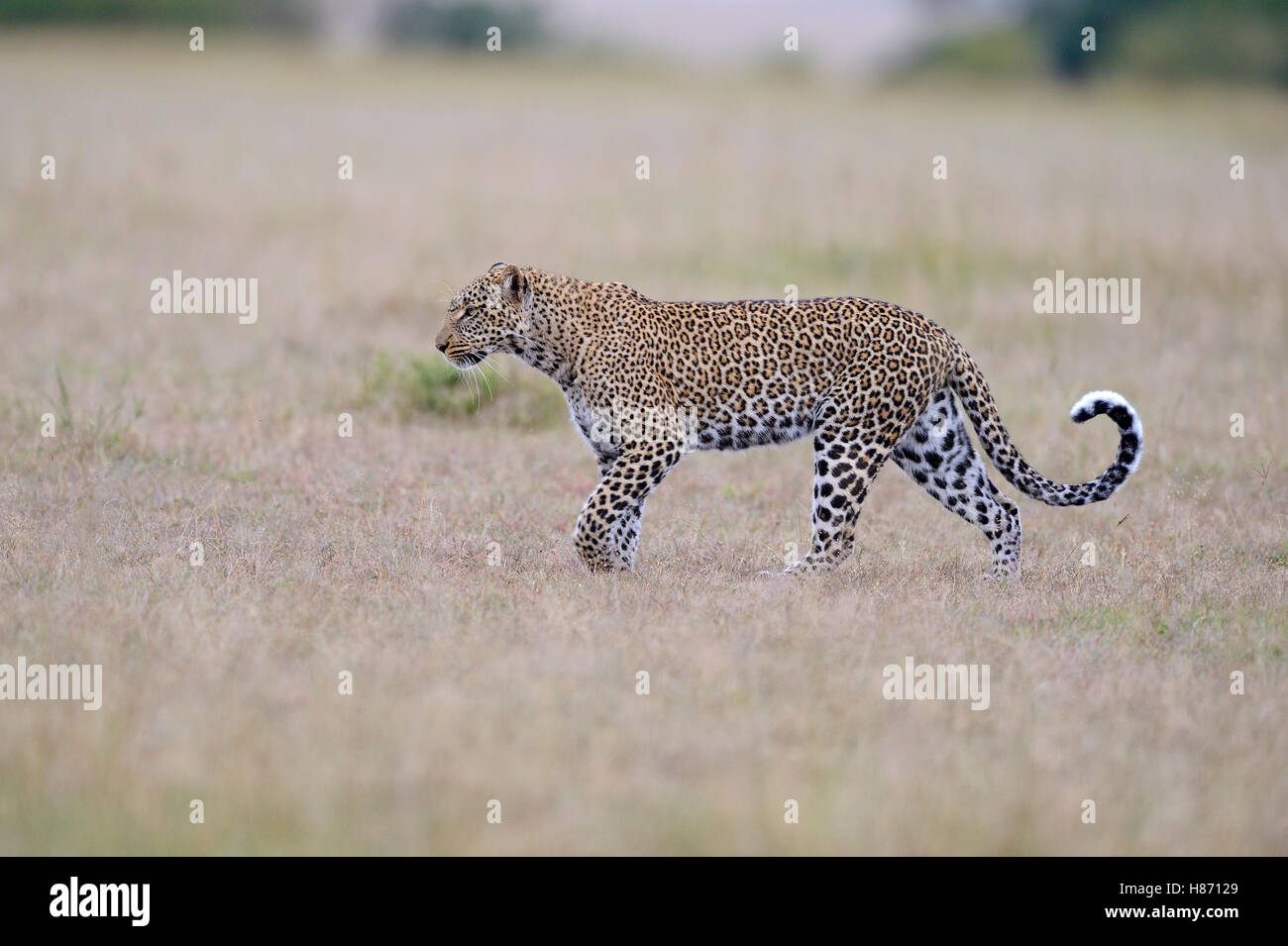 Leopard (Panthera pardus) female, Masai Mara, Kenya Stock Photo - Alamy