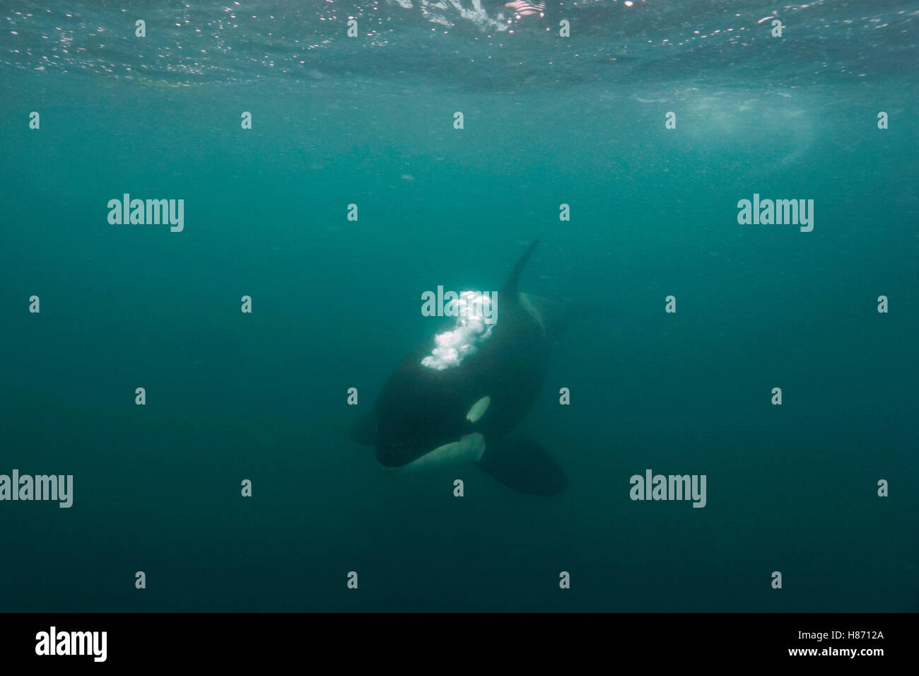 Orca (Orcinus orca) blowing bubbles, Hokkaido, Japan Stock Photo - Alamy