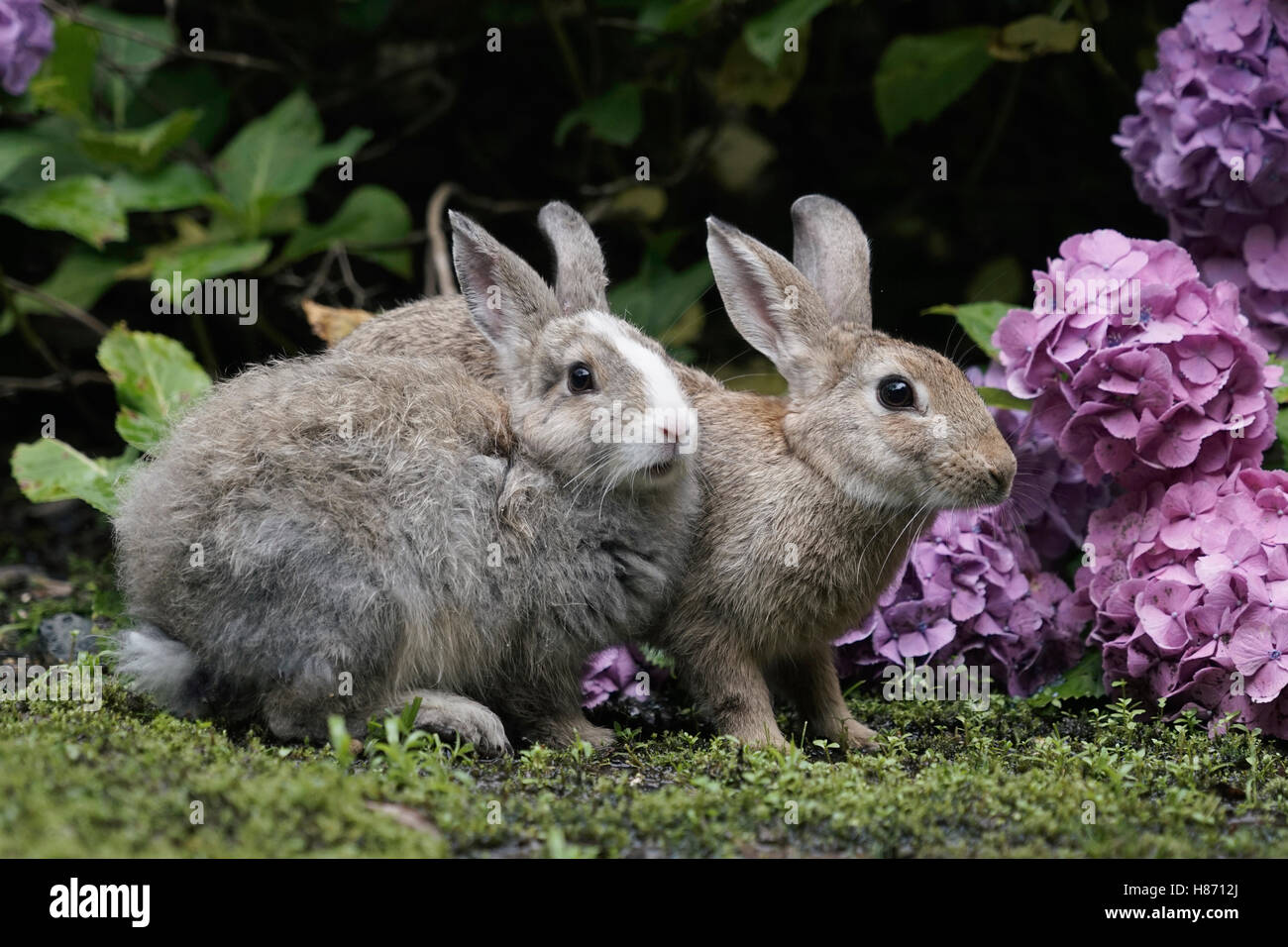 Japanese Hare (Lepus brachyurus) pair in garden, Okunoshima Rabbit ...