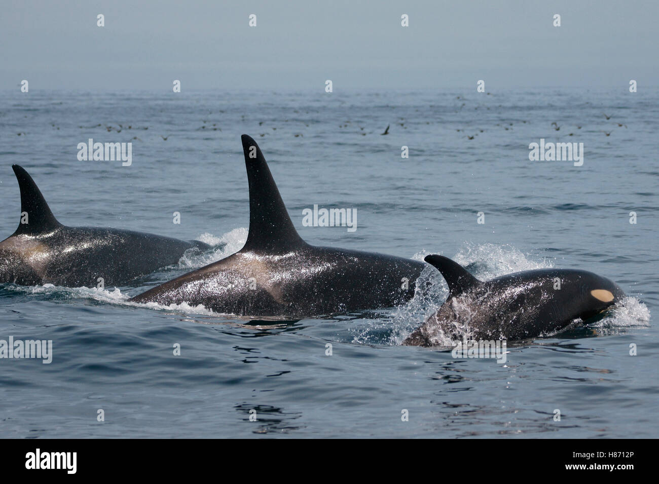 Orca (Orcinus orca) pod surfacing, Hokkaido, Japan Stock Photo - Alamy